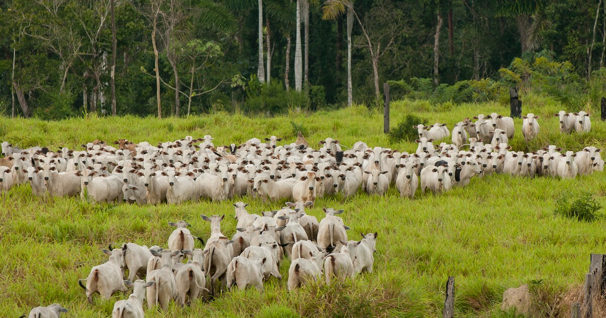 Brazilië stopt rundvleesexport naar China na geval van ...