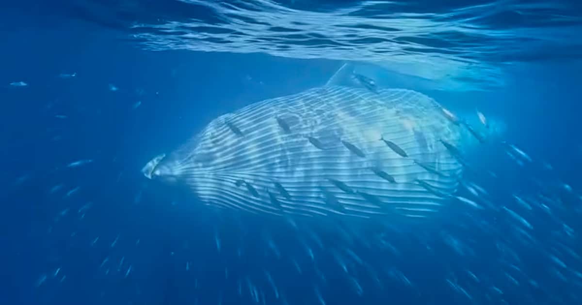 VIDEO | Vlaamse fotografe filmt moment dat walvis school sardines ...