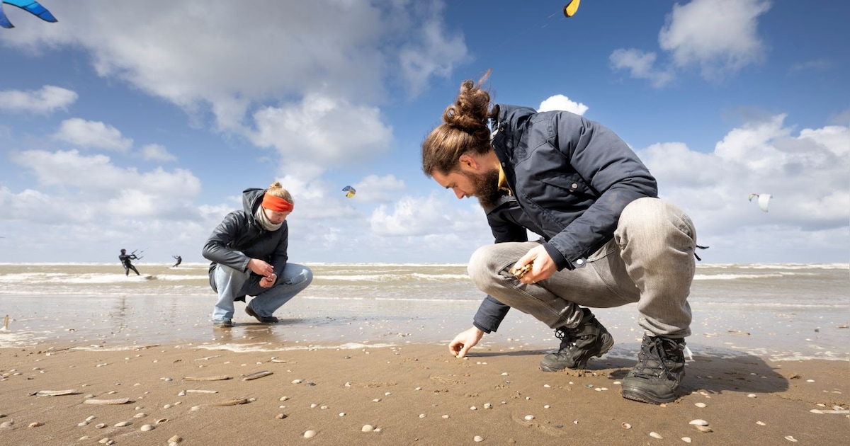 Vijfde Schelpenteldag op stranden langs Noordzeekust | Regio | AD.nl