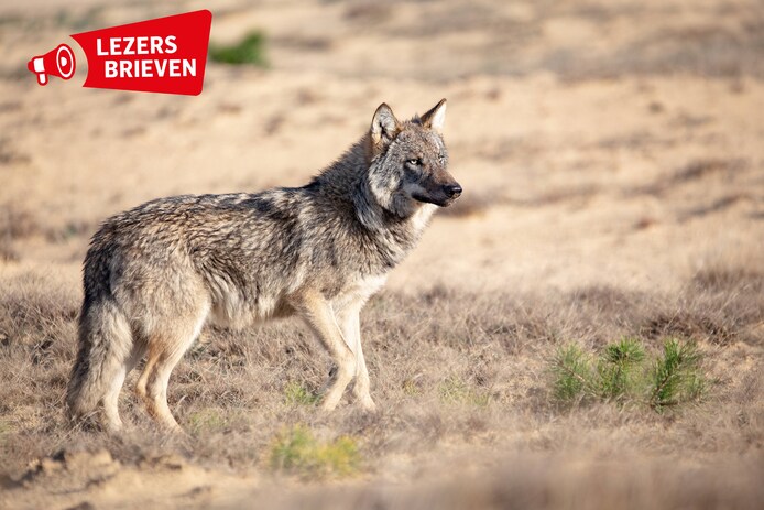 Reacties op gevaren van de wolf: ‘We willen graag de natuur terug, maar willen er geen last van ...