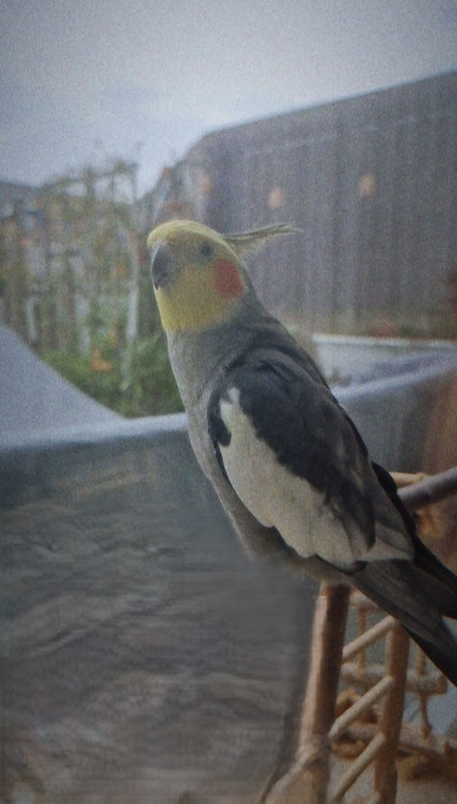 Heb jij Barrie, Brody of Cookie gezien? Deze vier huisdieren worden in ...