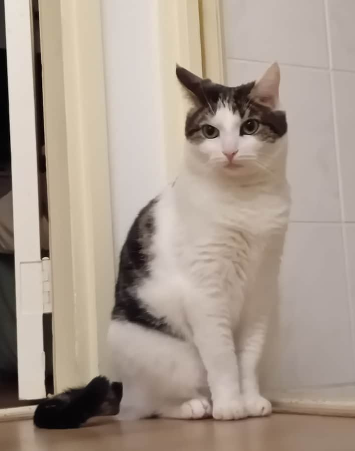 Heb jij Felix, Durk of Spooky gezien? Deze drie huisdieren worden in ...