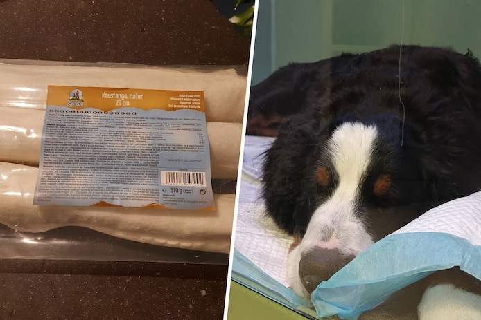 Hoe weet ik of mijn hond op een besmet bot heeft gekauwd? | Binnenland ...