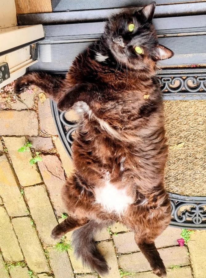 Heb jij Kimba, Ceesje of Fluffy gezien? Deze 10 huisdieren worden in ...