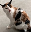 Heb jij Bandiet, Suzie of Millie gezien? Deze drie huisdieren worden in ...