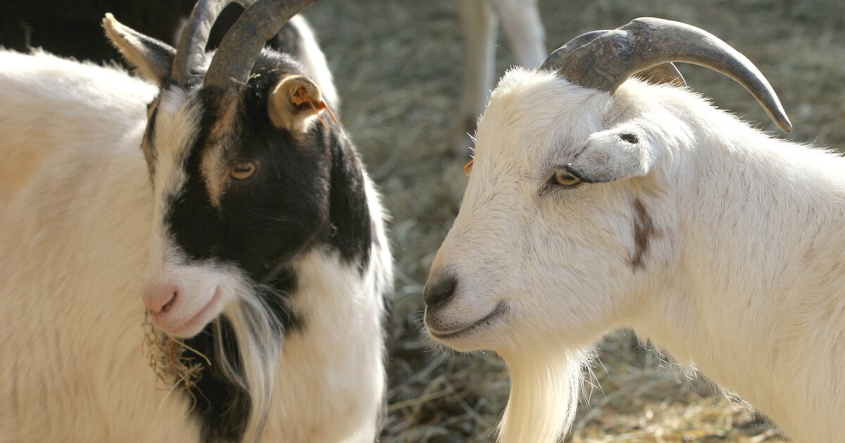 Geitenhouder beticht van eigenhandig uitvoeren keizersnedes zonder ...