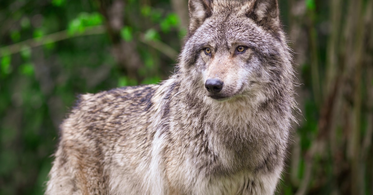Dode wolf gevonden in Drenthe, onderzoek moet uitwijzen of het om ...