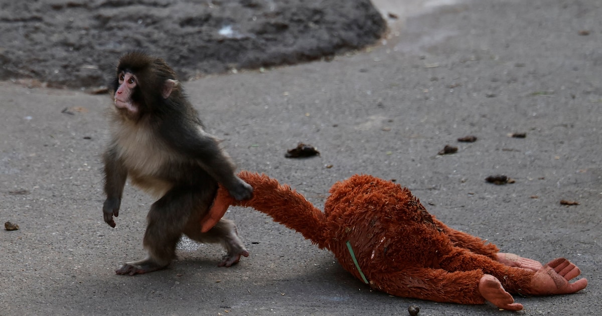 Gepest, alleen en troost zoekend bij een knuffel, waarom het verhaal ...