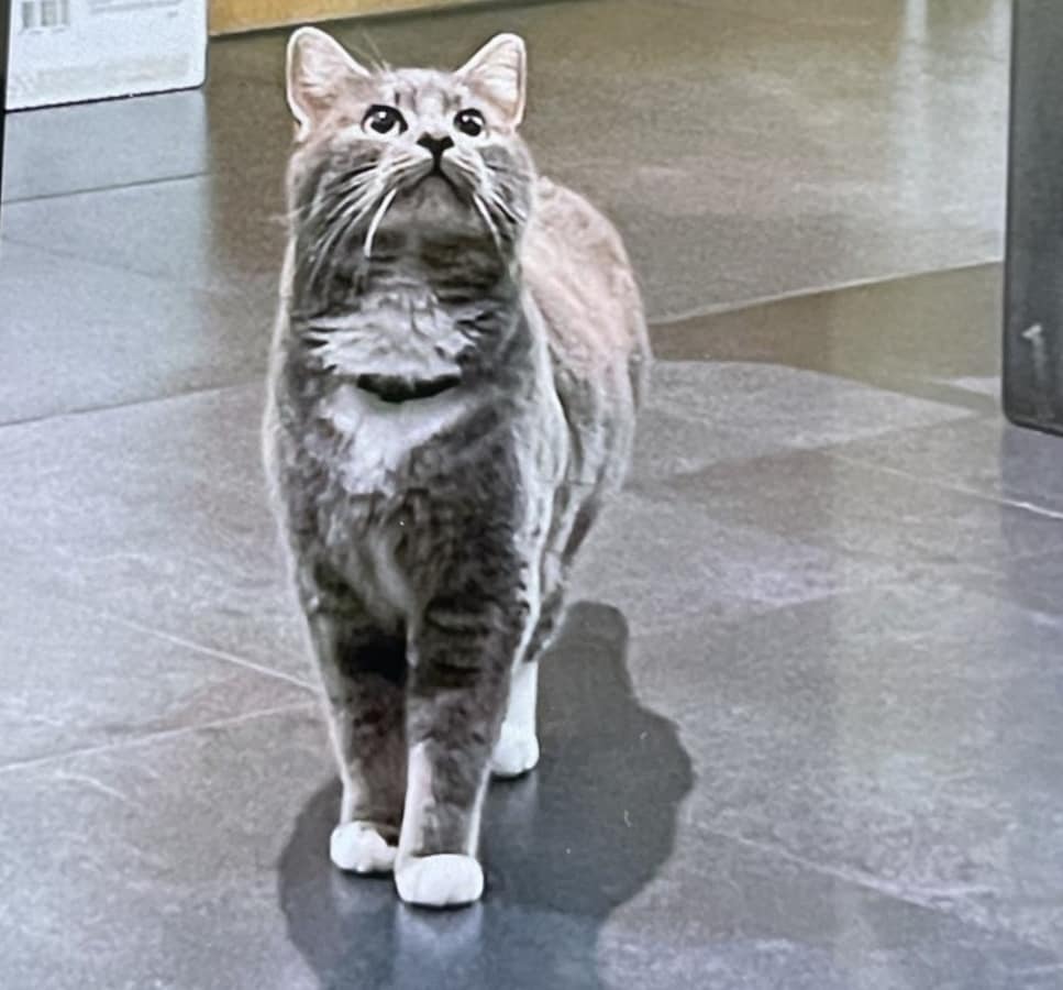 Heb jij Barrie, Brody of Cookie gezien? Deze vier huisdieren worden in ...