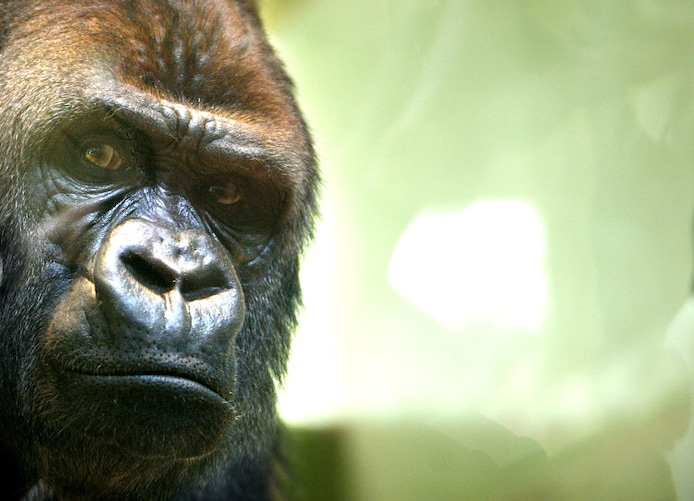 In Blijdorp vragen ze zich af of dieren gelukkig zijn: ‘Aan mannetje ...
