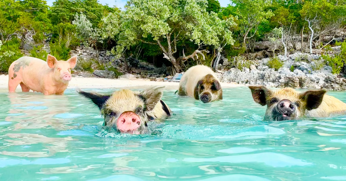 50.000 toeristen per jaar zwemmen met varkentjes op de Bahama’s ...