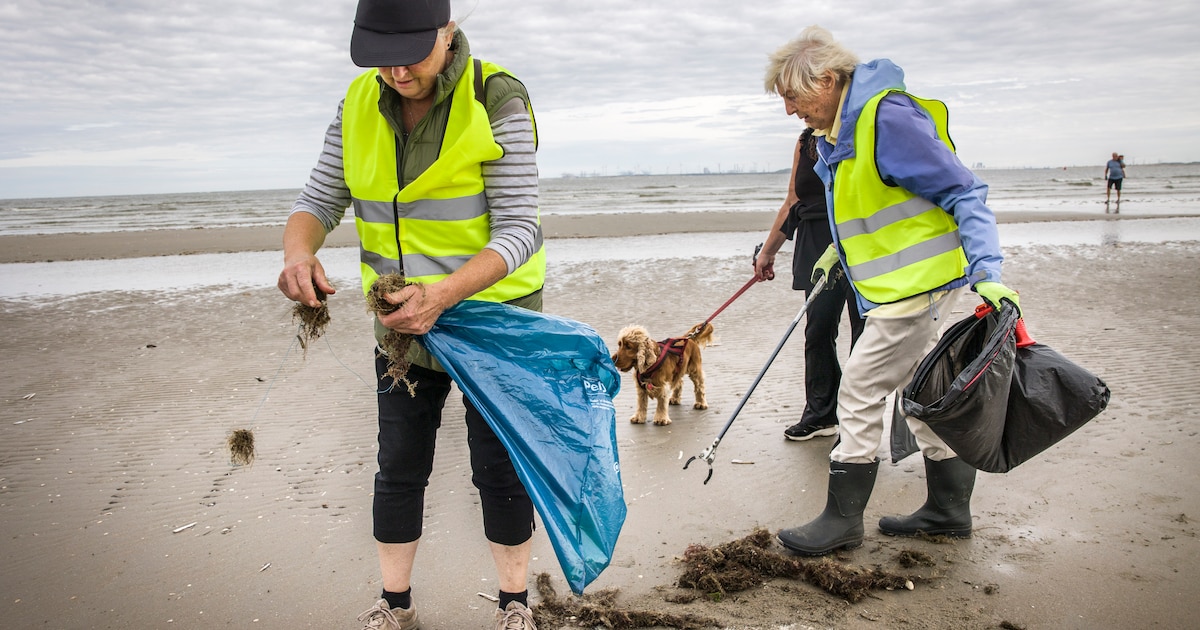Geert (71) raapt kilo’s afval van het strand: ‘Vogels komen gruwelijk ...
