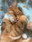 Heb jij Pukkie, Izzy of Lara gezien? Deze drie huisdieren worden in ...