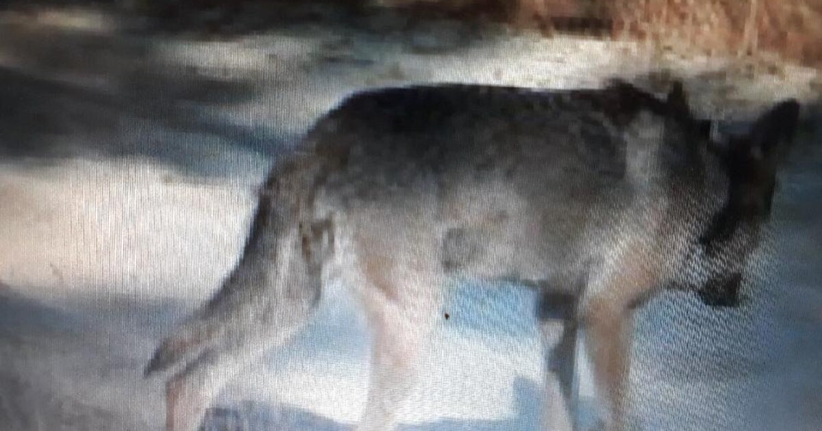 Belgische wolvin Naya krijgt welpjes | Buitenland | AD.nl