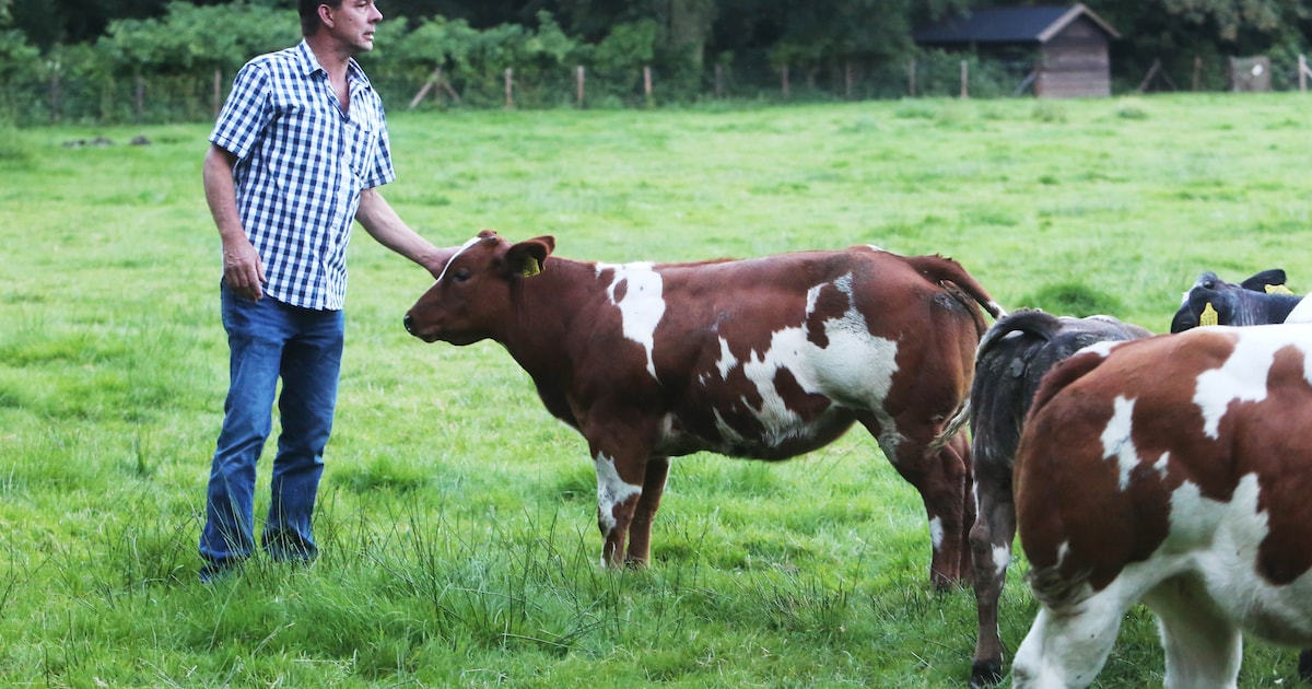 Opluchting bij boer Marcel na bereiken akkoord met gemeente: ‘Ik kan hier de komende zes jaar ...