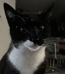 Heb jij Meis, Bram of Nala gezien? Deze drie huisdieren worden in ...