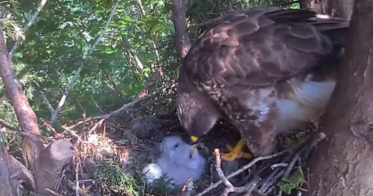 Jonge buizerds uitgevlogen | Hoeksche Waard | AD.nl
