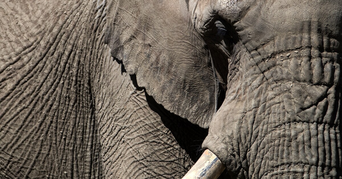 Man betrapt met afgezaagde slagtanden van bedreigde olifant in loods ...
