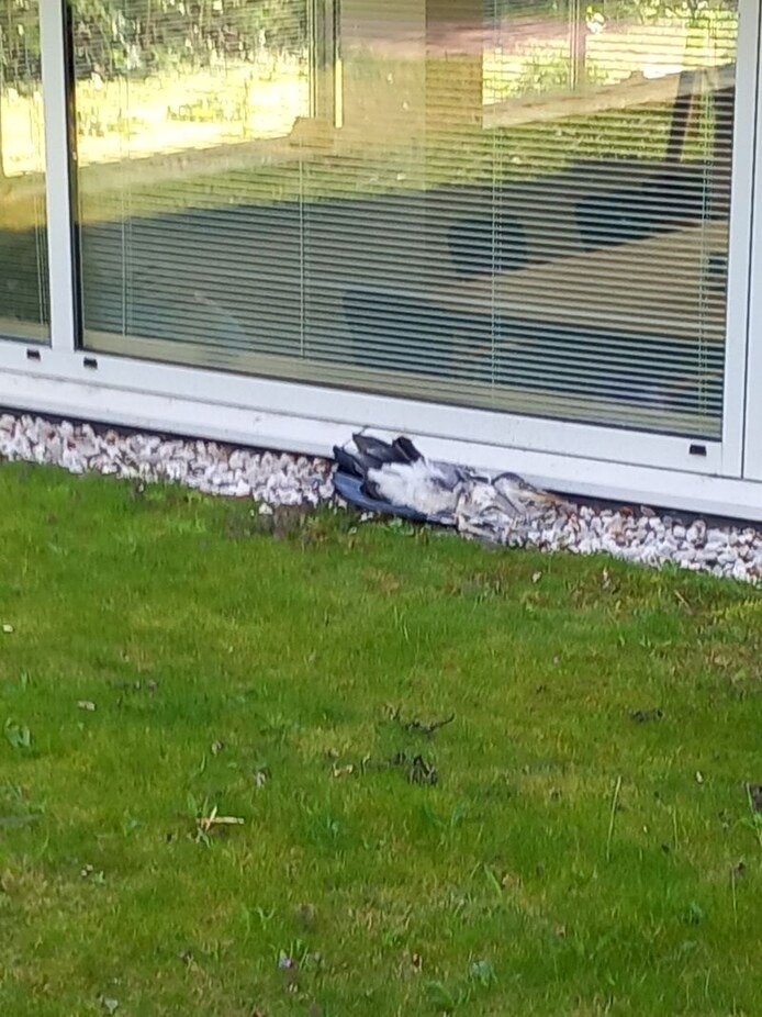 Een van eerste vluchten van jonge reiger eindigt tegen raam | Den Haag ...