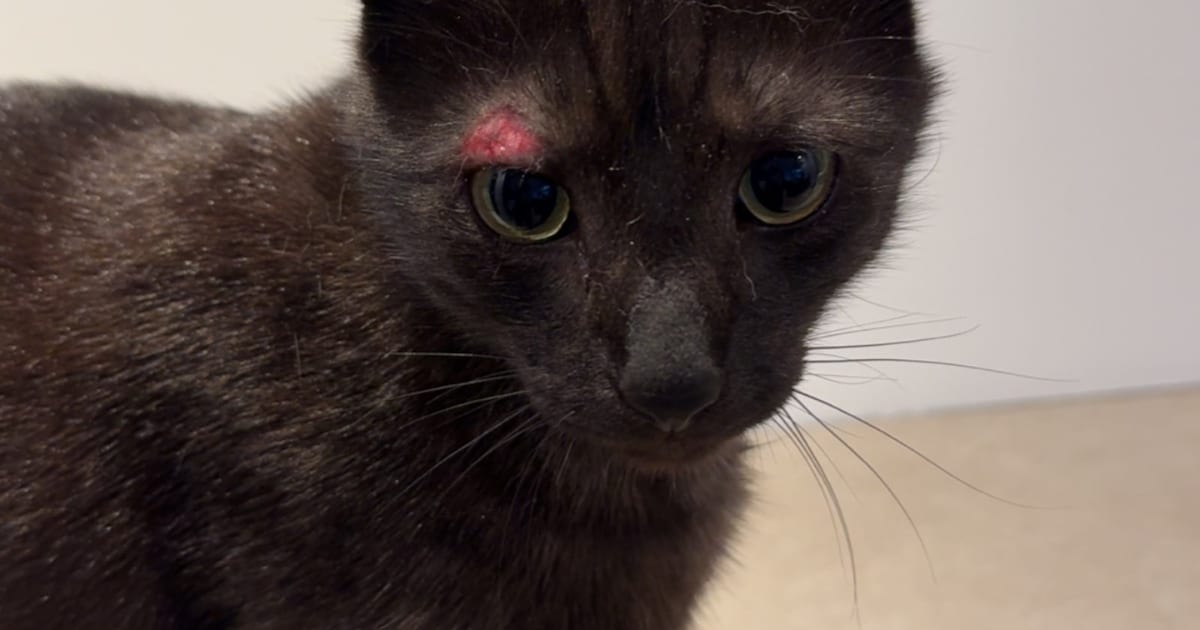 Heb jij Tommy of Balou gezien? Deze twee huisdieren worden in Sluis ...