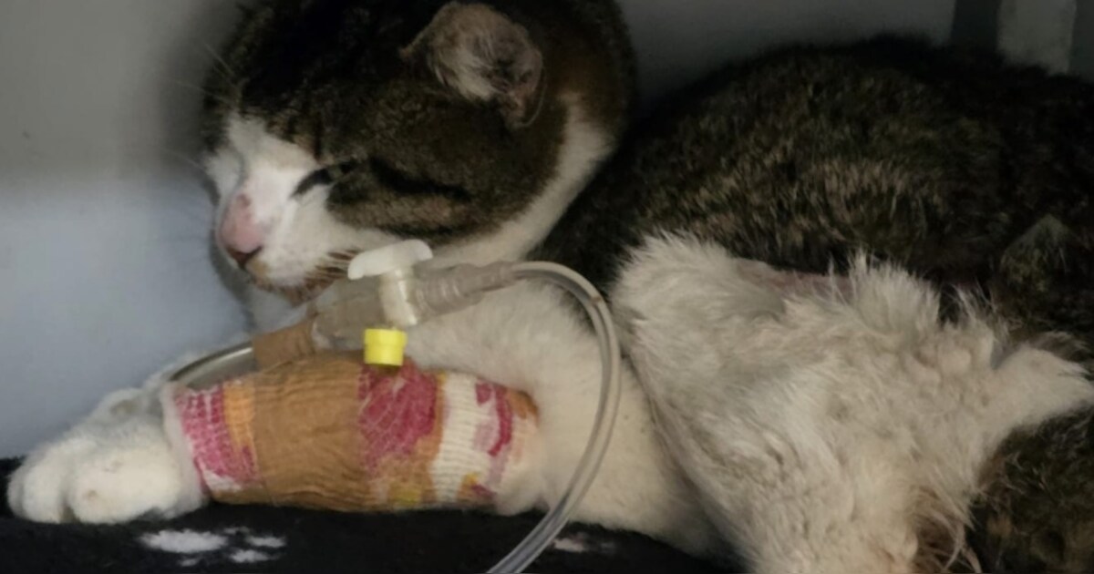 Poes Zelda uit Waalwijk overlijdt na gruwelijke mishande­ling: ‘Meisje ...