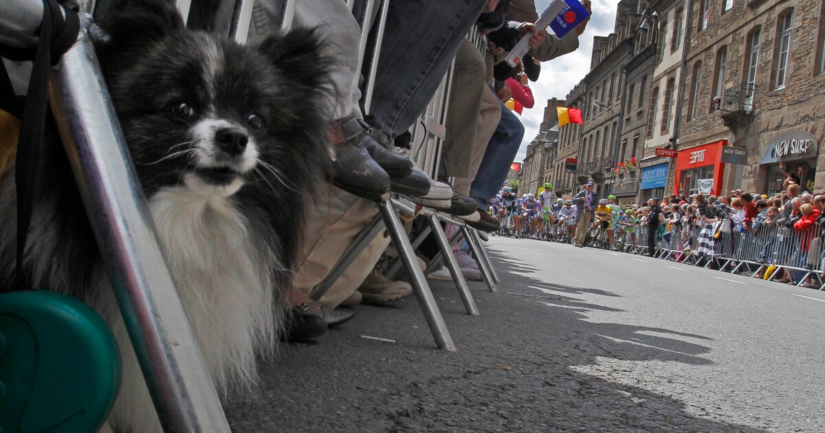 'Niemand zit te wachten op dode hond of dode renner' | Wielrennen | AD.nl