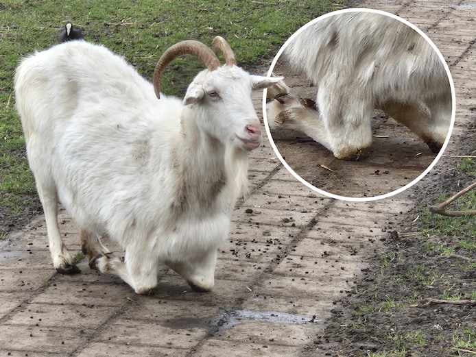 Manke geiten in dierenweide, maar volgens beheerder is er niks mis ...