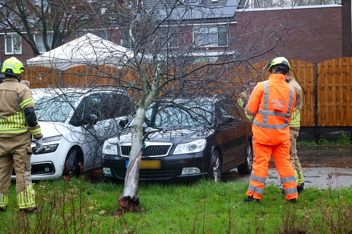 Storm Conall in Groene Hart: boom valt op auto, grote drukte op wegen ...