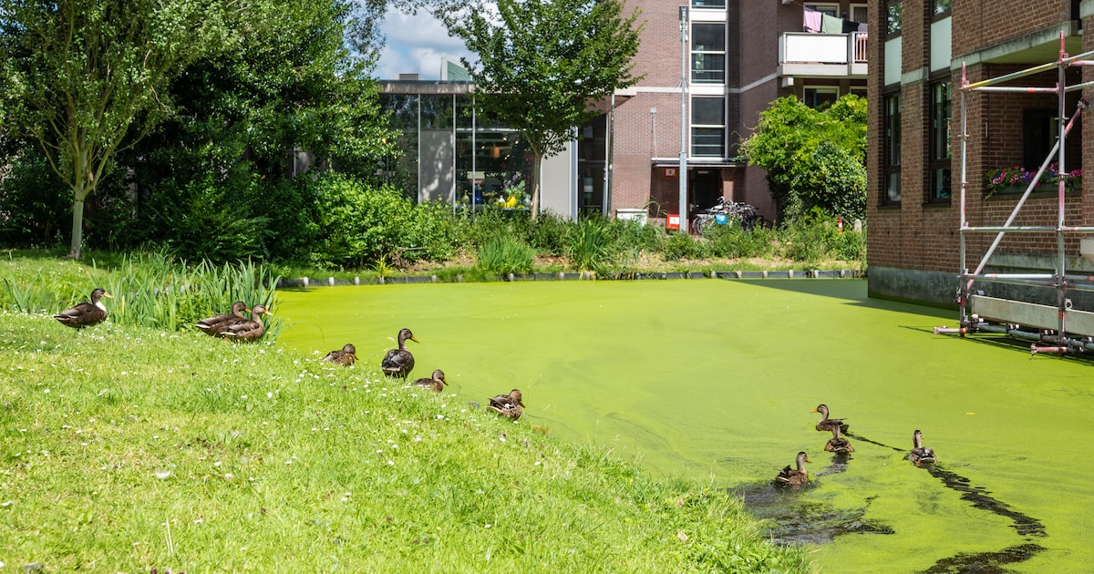 Gevaarlijke bacterie lijkt eenden in deze sloot te nekken: ‘Lagen zeven ...