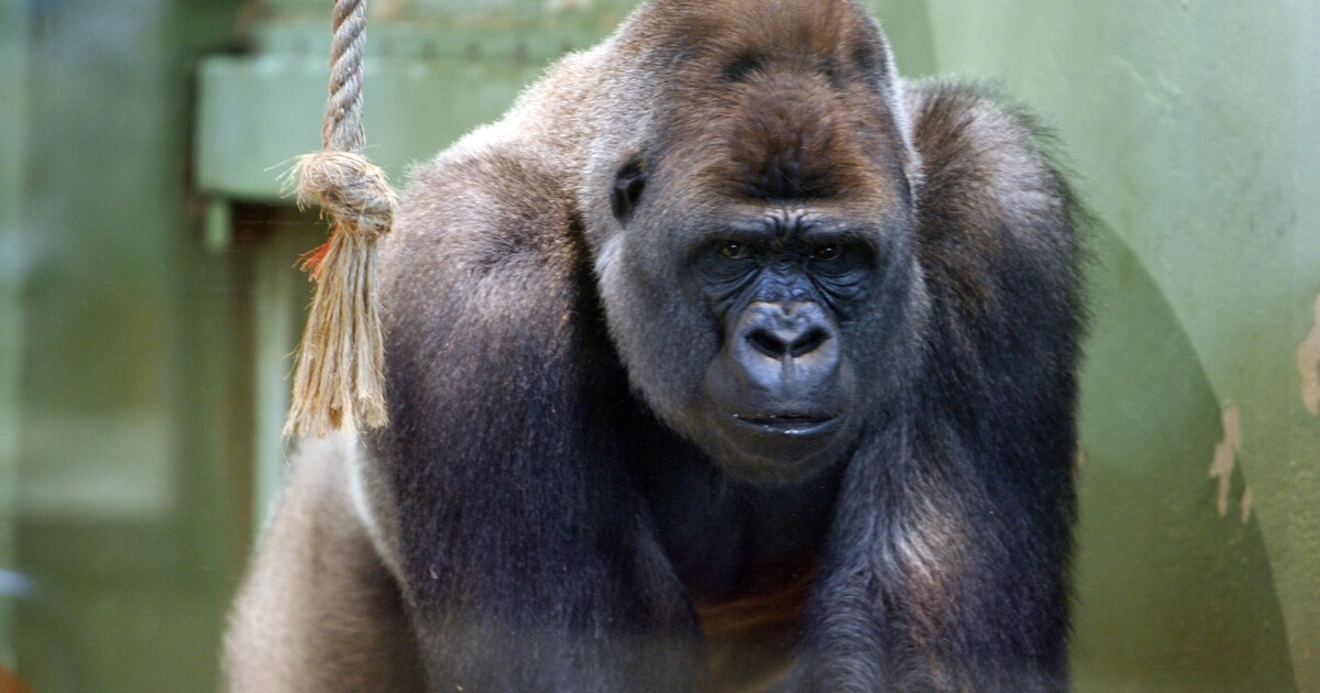 Gorilla Bokito overleed aan gevolgen van hartfalen | Nieuws | AD.nl