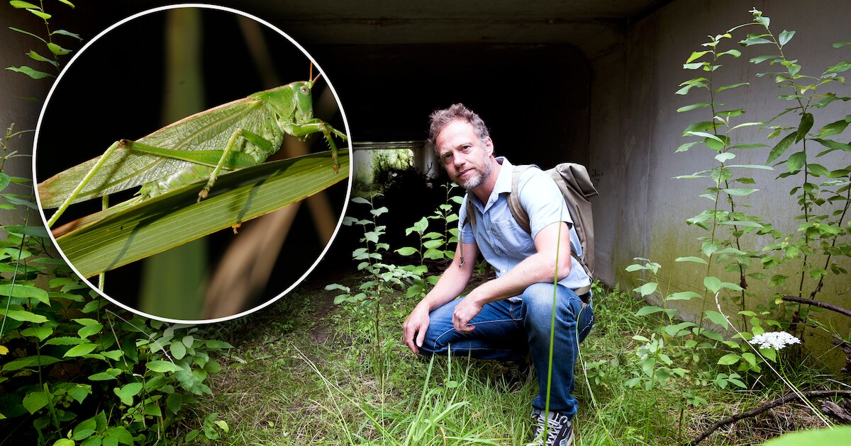 Oorverdovend getjirp in Utrecht: dit insect maakt zoveel geluid als een ...