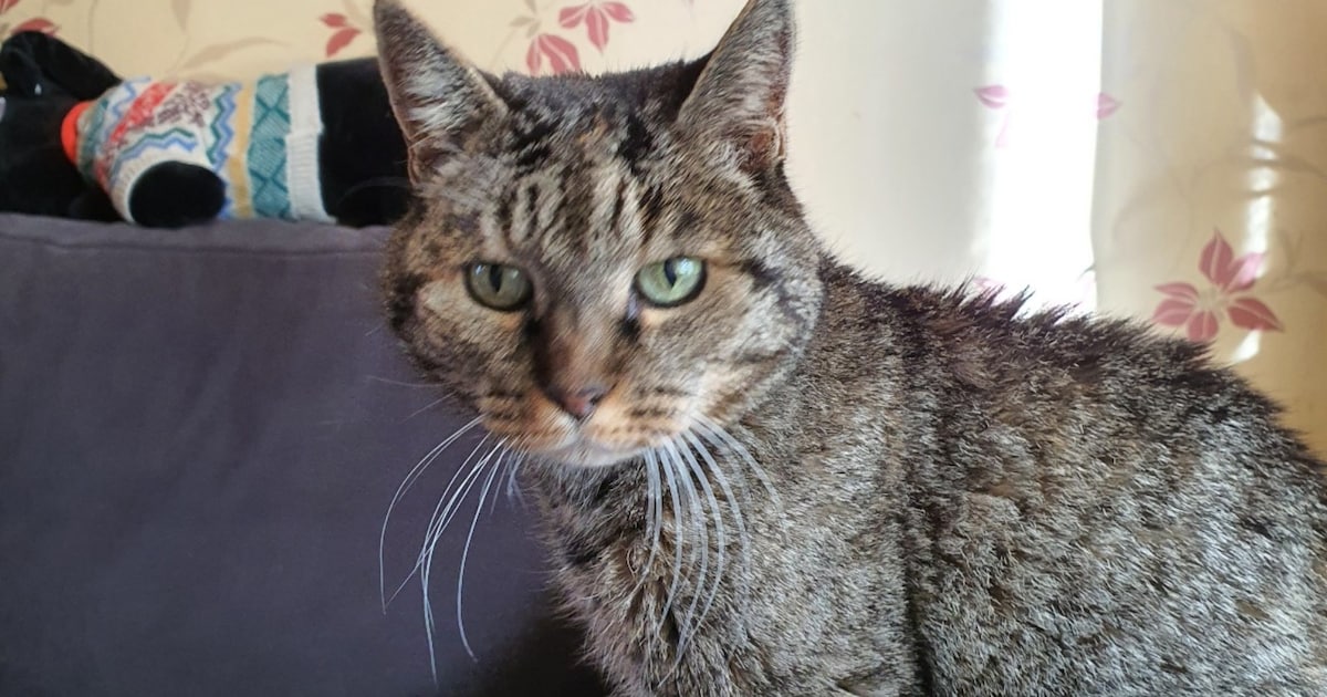 Heb jij Dizzy, Vera of Simba gezien? Deze 14 huisdieren worden in Assen ...