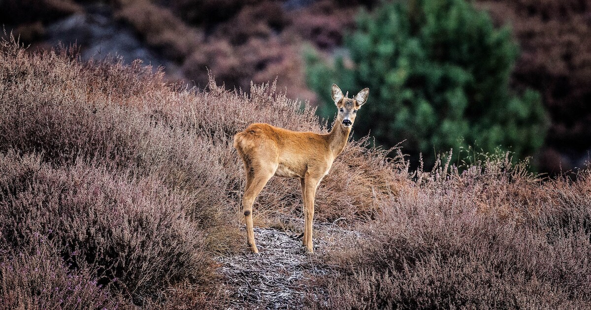 Paringsperiode van de ree bereikt haar piek, wat leidt tot meer ...
