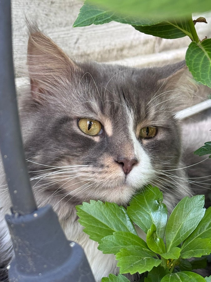 Heb jij Jochie, Pip of Obi gezien? Deze drie huisdieren worden in Oost ...