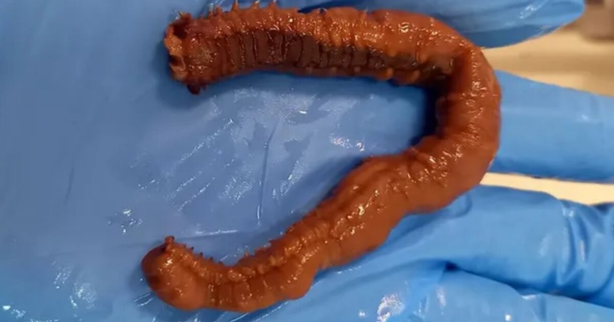 Reuzenworm rukt op in Nederlands deel Noordzee: ‘Exemplaren van wel 65 ...