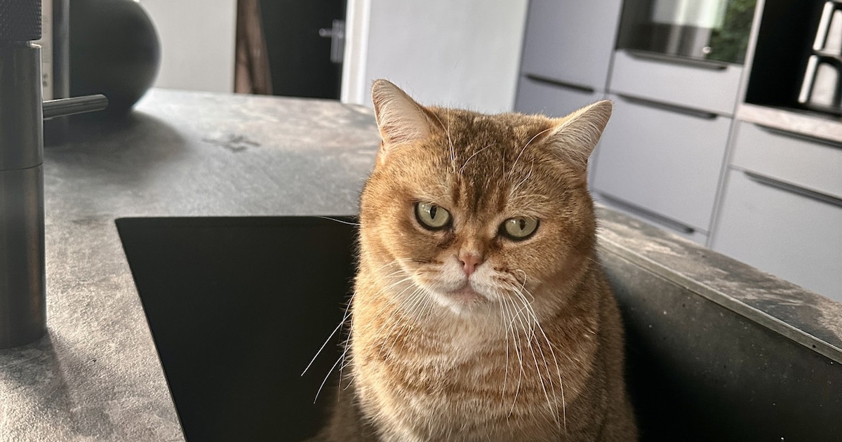 Heb jij Bella gezien? Dit huisdier wordt in Sliedrecht vermist | Regio ...