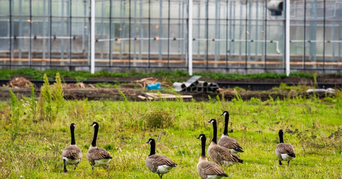 Natuurrijke Poelzone gaat officieel open | Westland | AD.nl