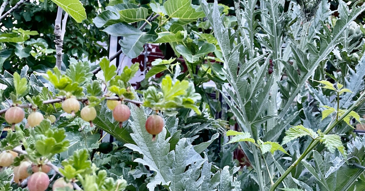 Yael Singer: ‘Bij het aanleggen van een tuin moet de natuur het ...