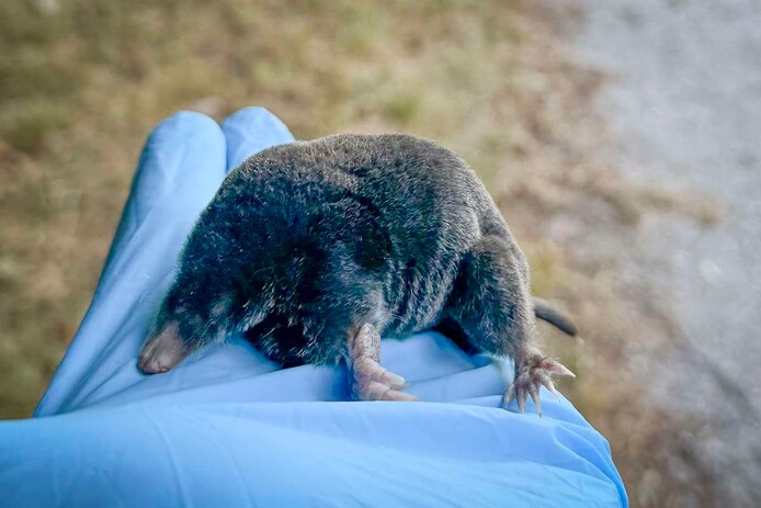 Oververhit molletje in het Haagse Bos | De dierenambulance (HC) | AD.nl