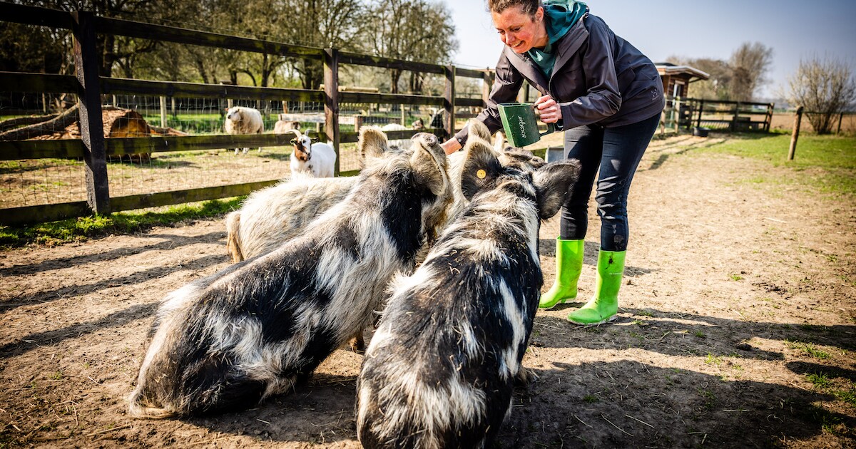 In memoriam voor tv-varkens Knor en Ginger: ‘We missen ze enorm, maar ...