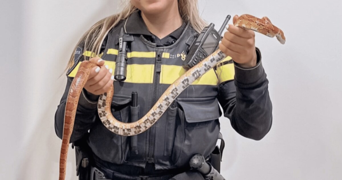 Slang in kroeg Delfshaven? Het beestje ontsnapt wel vaker naar gekke ...