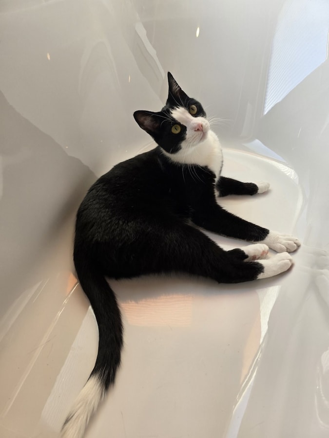 Heb jij Joep, Molly of Izzy gezien? Deze negen huisdieren worden in Den ...
