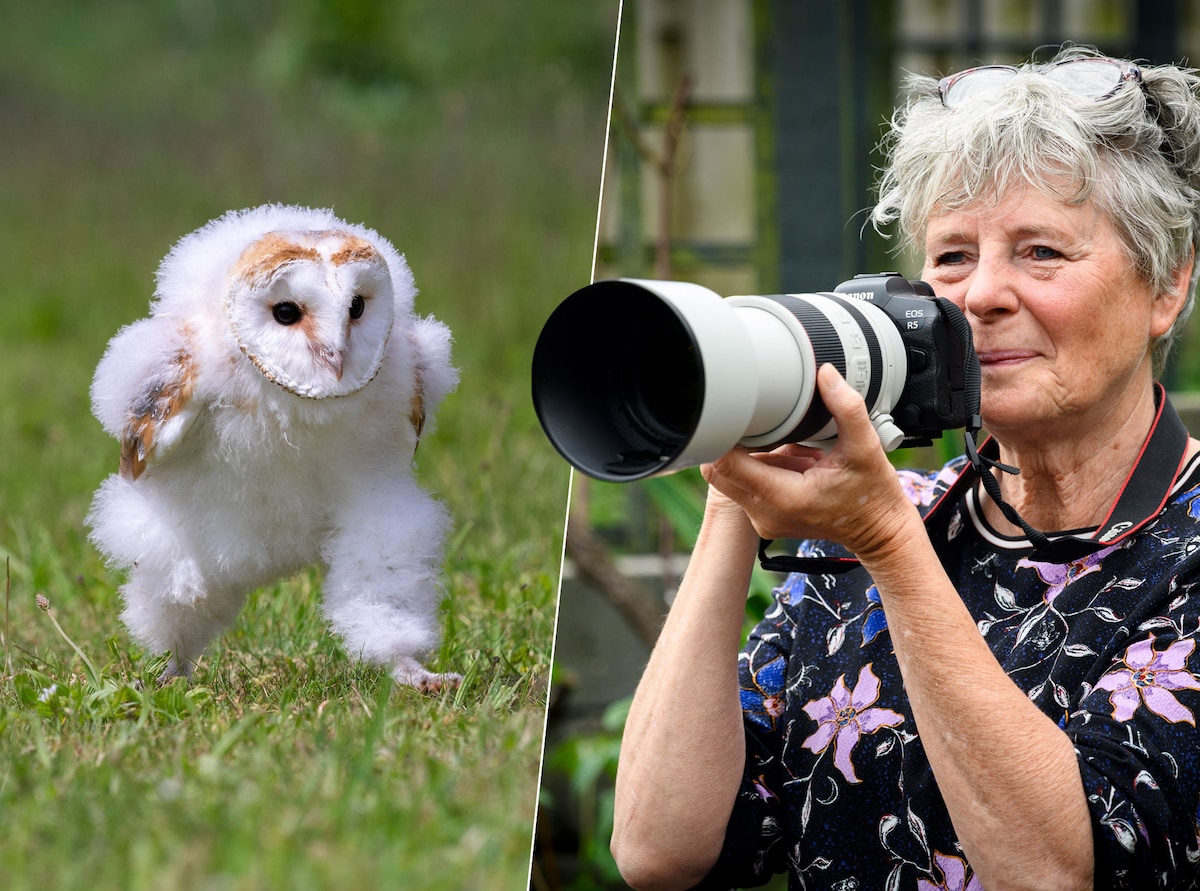 Hannie (67) maakt foto van ‘schattige’ uil en gaat nu viral in Japan ...