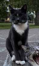 Heb jij Cato, Binky of Caddy gezien? Deze drie huisdieren worden in ...