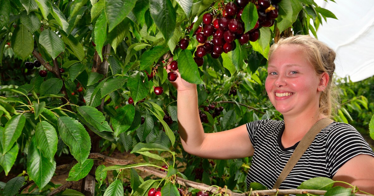 Kersen in Hekendorp: om in te bijten! | Gouda | AD.nl