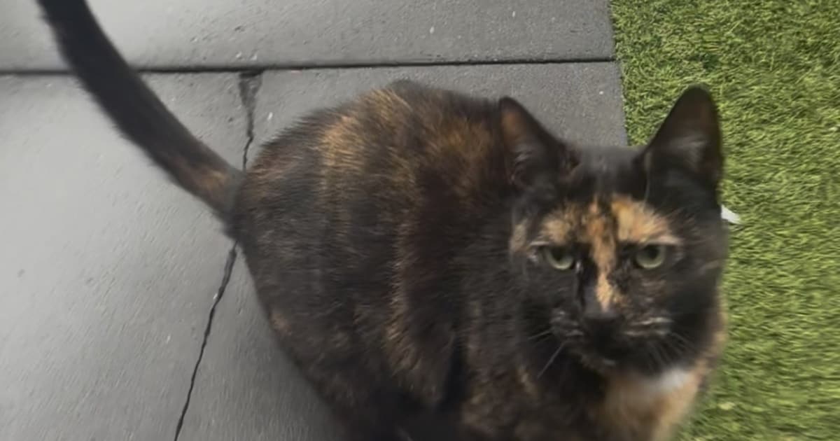 Heb jij Sammie gezien? Dit huisdier wordt in Hardinxveld-Giessendam ...
