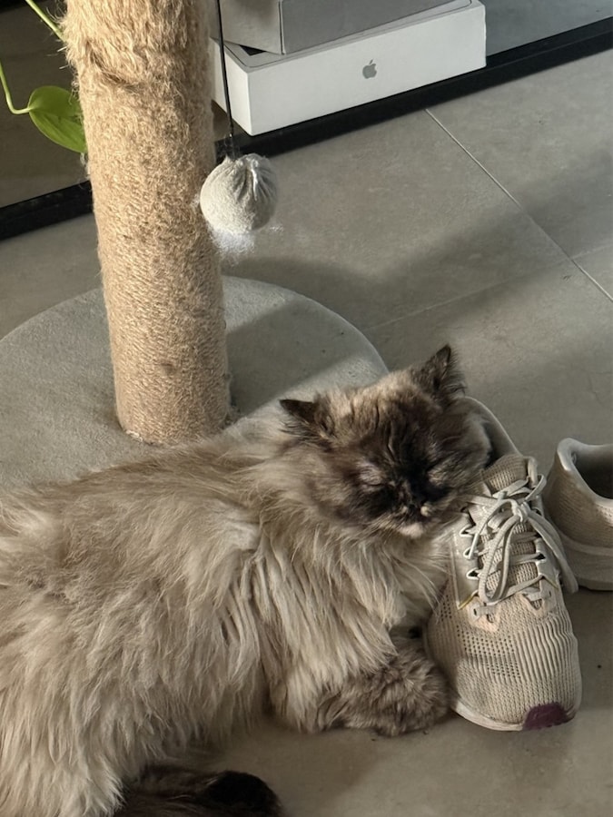Heb jij Bobbie, Wookie of Sümbül gezien? Deze drie huisdieren worden in ...