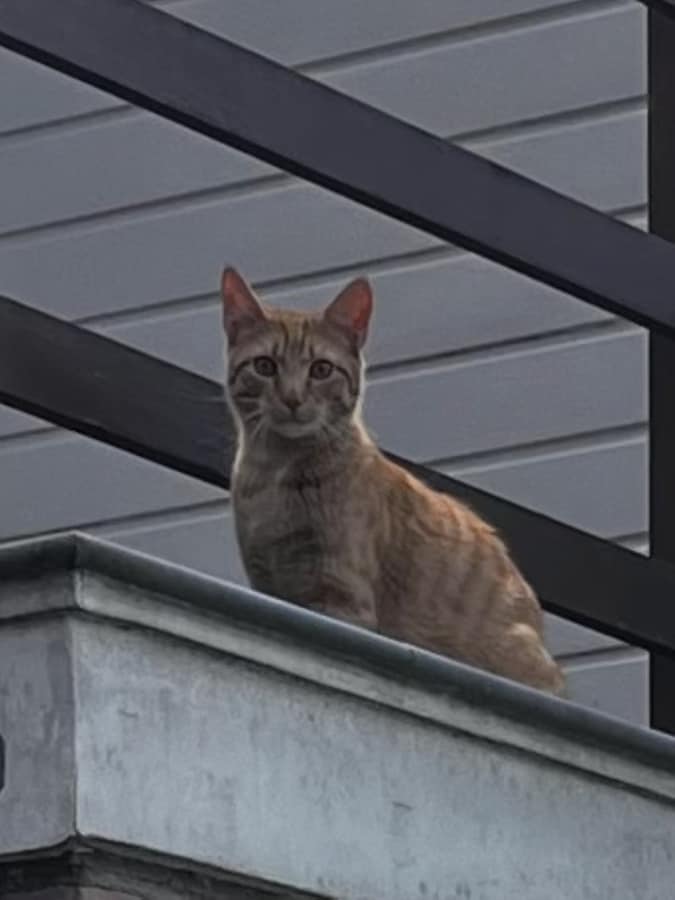 Heb jij Gizmo, Lilly of Erin gezien? Deze zes huisdieren worden in ...