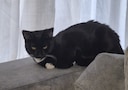 Heb jij Freddie, Jennah of Marly gezien? Deze acht huisdieren worden in ...