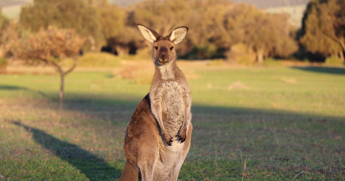 Onderzoek toont aan: kangoeroes kunnen met mensen communiceren | Wetenschap | AD.nl